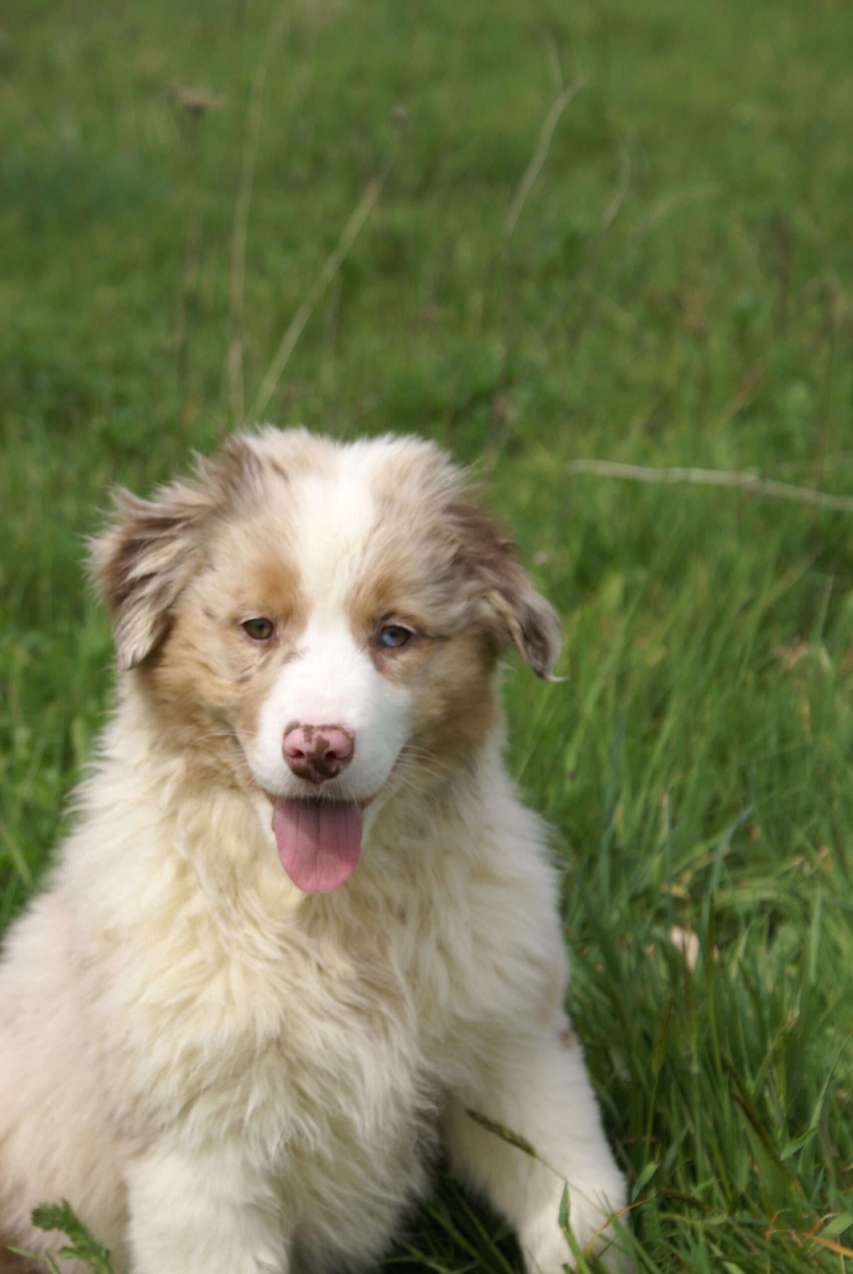 Banshee & Gustave - Of Angel'Crossings